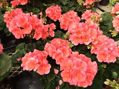 Beautiful Peach Geraniums Geraniums Floral Wreath Flowers
