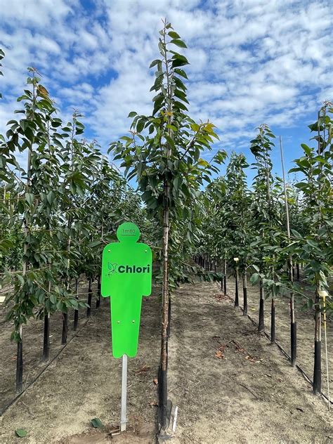 Cerisier Kordia Haute Tige Chlori