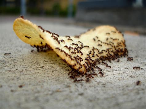 Como Mantener Lejos De Casa A Las Hormigas Teneplagas