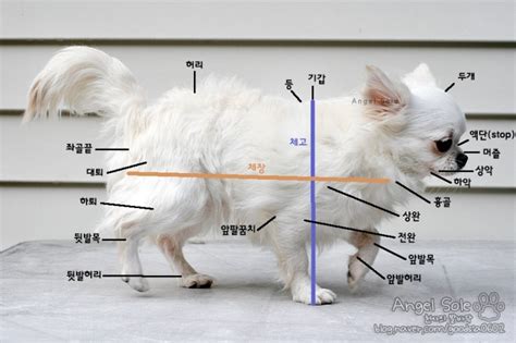 【강아지 신체 부위 용어】머즐 액단 체고 체장 등등 자주쓰는 견체 부위 명칭을 알아봐요 네이버 블로그