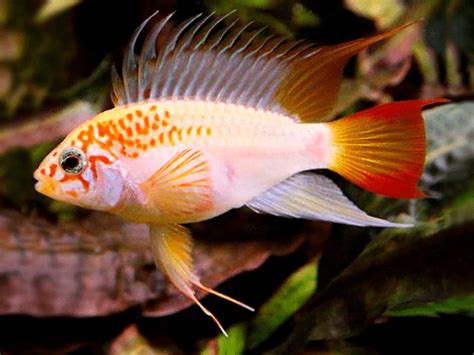 Apistogramma Macmasteri Gold Ficha Técnica Aquarium Blog