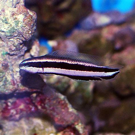 Basslets And Dottybacks The Biota Group