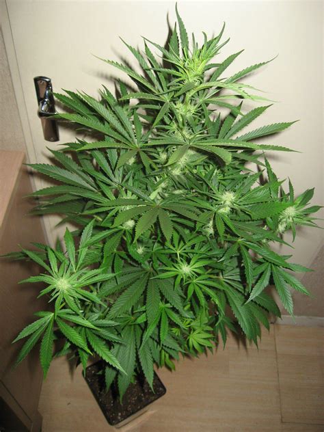 Culture Du Cannabis En Pots De Terre Alchimia Grow Shop
