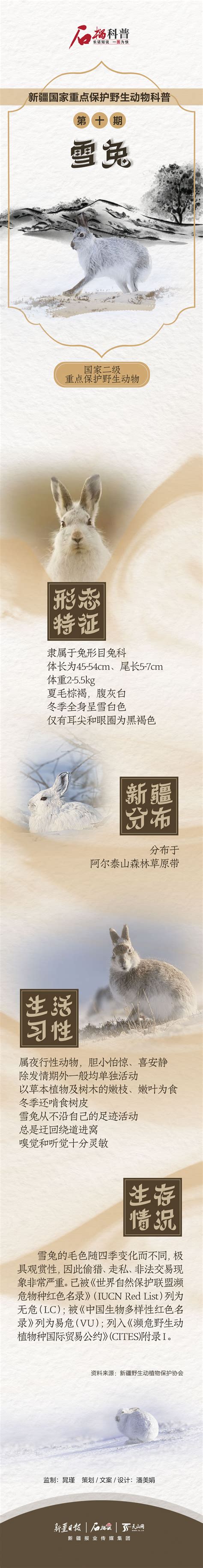 石榴科普丨新疆国家重点保护野生动物科普——雪兔 天山网 新疆新闻门户