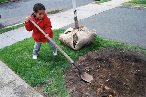 Best Time To Plant Trees When Is The Best Time To Plant A Tree