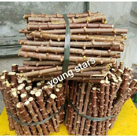 Jual Bibit Singkong Kuning Singkong Keju Paket 15 Batang Plus Bonus