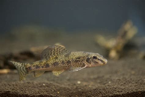 ツチフキ Abbottina rivularis RemoteRegion AquaTotto