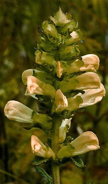 Pedicularis Lanceolata Swamp Lousewort Fsus