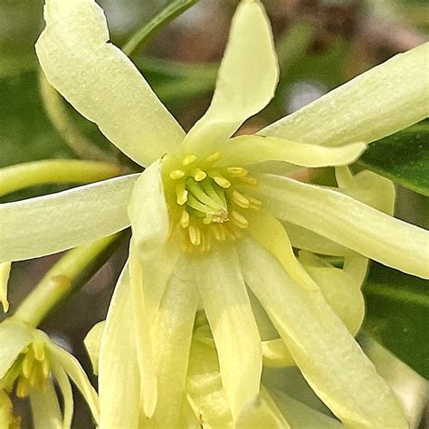 毒のある植物 奥行き1mの果樹園
