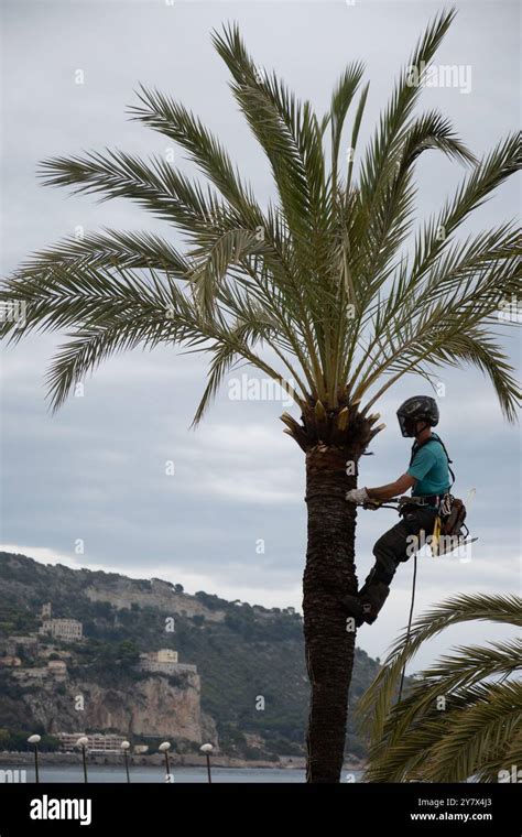 Seasonal Maintenance Work On Trunk And Leaves Of Palm Trees On The