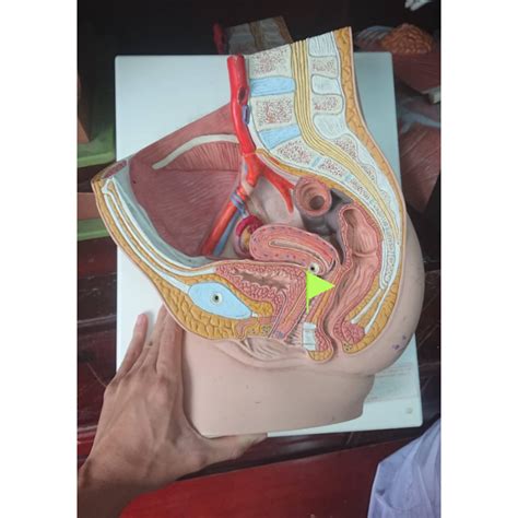 Hệ Sinh Dục Bài FA Quiz