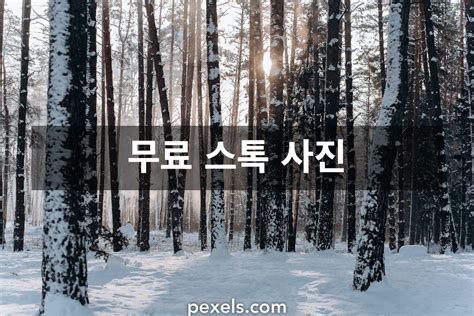 300000개의 최고의 1 나무 배경 사진 · 100 무료 다운로드 · Pexels 스톡 사진