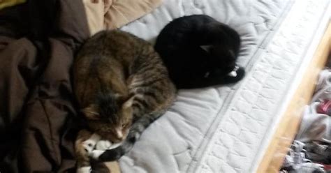 Catasaurus Rex And Luna Imgur