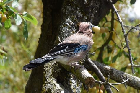 Jay Bird Nature Free Photo On Pixabay Pixabay