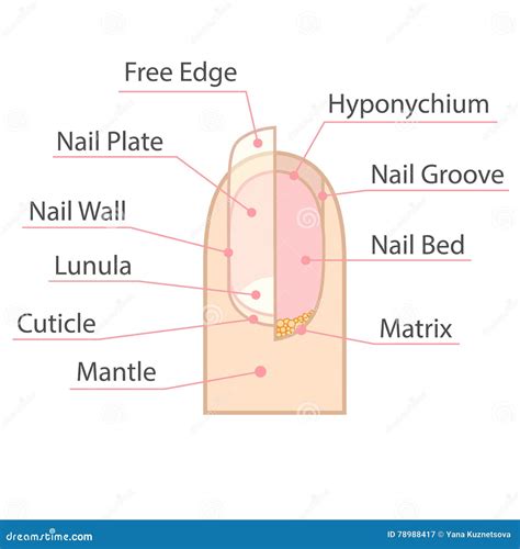 Structure And Anatomy Of Human Nail Stock Vector Illustration Of