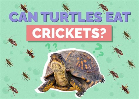 Can Turtles Eat Crickets Vet Approved Nutrition Facts And Faq Hepper