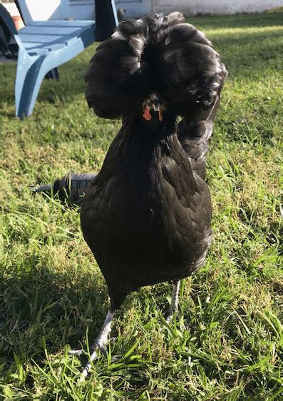 Unit 3 Population Apes Quiz