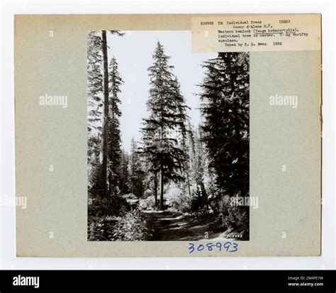 Tree Identification Hemlock Western Photographs Relating To