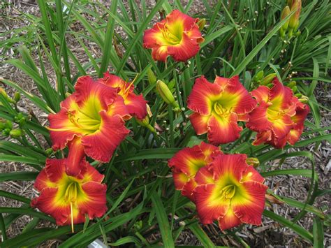Hemingway Nursery Featuring Roycroft Daylilies