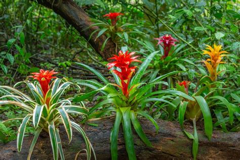 Bromeliad Flowers Guzmania Tropical Plants In Rainforest Pantanal