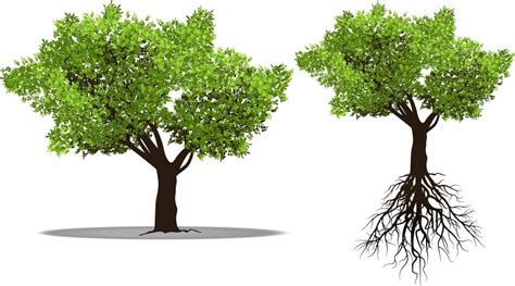 Parsnip Tree Plant With Roots Royalty Free Vector Image