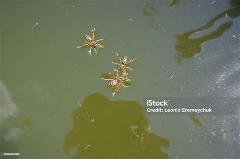 말 벌 Polistes 물을 마셔 말 벌 술 물 냄비에서 물 표면에 수영 침 몰 하지 마십시오 가까운에 대한 스톡 사진 및 기타