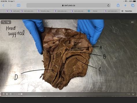 Lab 7 Respiratory System Flashcards Quizlet
