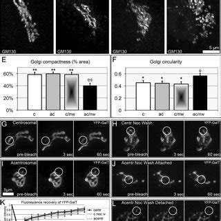 Golgi Complex Organization In Centrosomal And Acentrosomal Cells