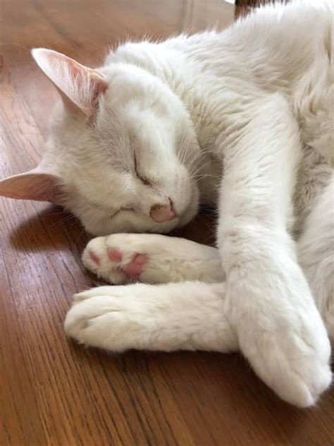 2月22日、ニャンニャンニャン、猫の日ですね。 武井正広（タケイマサヒロ） ｜ 選挙ドットコム