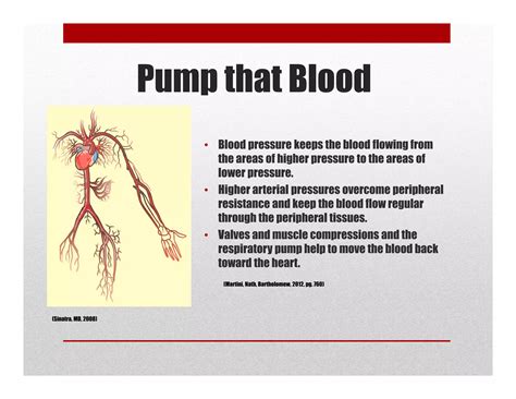 The Systemic Circuit Ppt