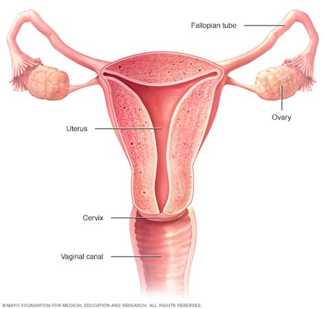 Ovarian Cancer Symptoms And Causes Mayo Clinic