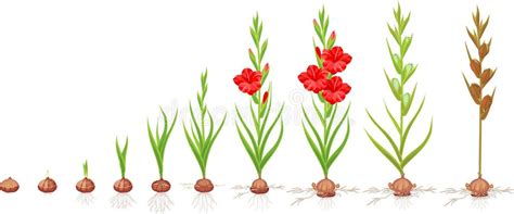 Gladiolus Plant Stock Illustrations 4802 Gladiolus Plant Stock Illustrations Vectors
