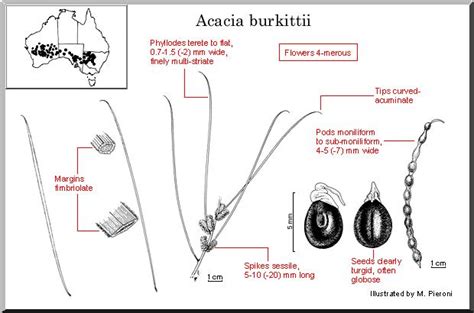 Acacia Burkittii Alchetron The Free Social Encyclopedia
