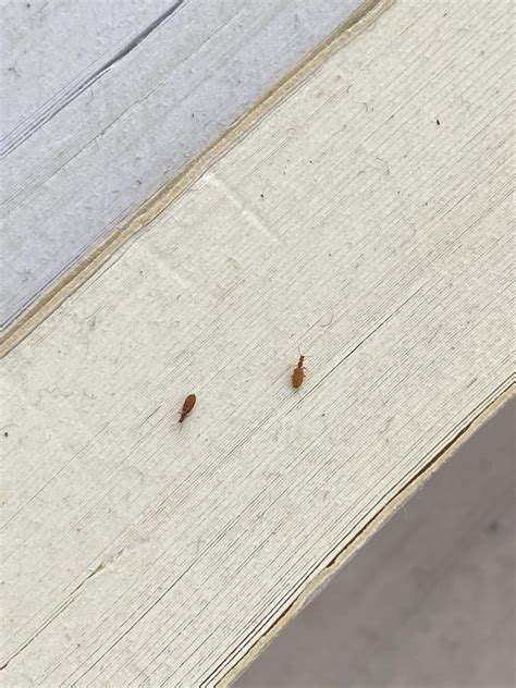 Please Help Are These Bed Bug Nymphs R Bedbugs