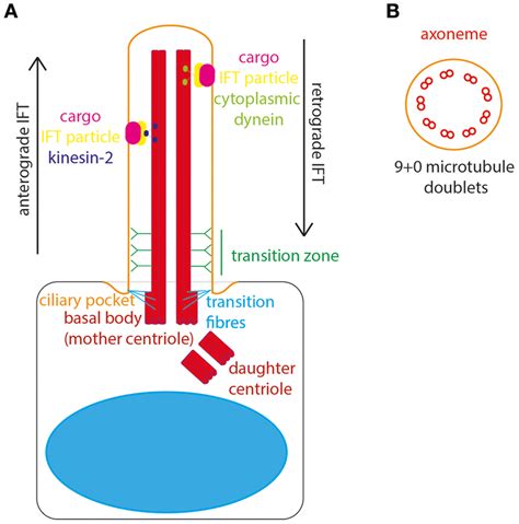 The Structure Of The Primary Cilium A The Primary Cilium Is Formed