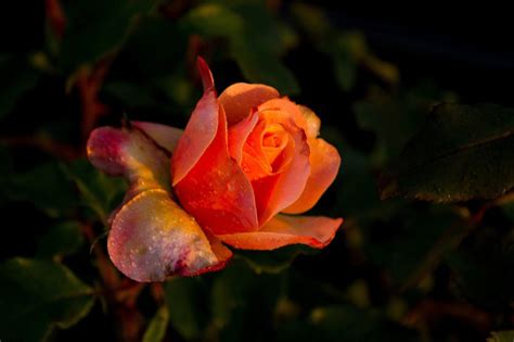 Beetrose Frenesie - Rosa Frenesie günstig kaufen