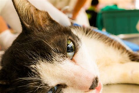 Tumors Of The Gums In Cats Symptoms Causes Diagnosis Treatment