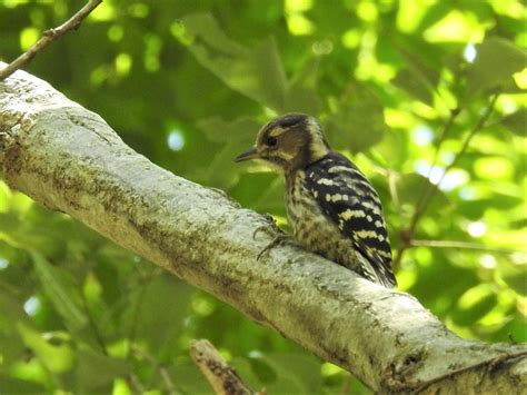コゲラ 2018 06 02 日本の野鳥識別図鑑
