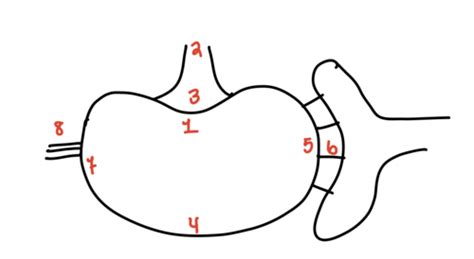 Female Sex Organs New Flashcards Quizlet