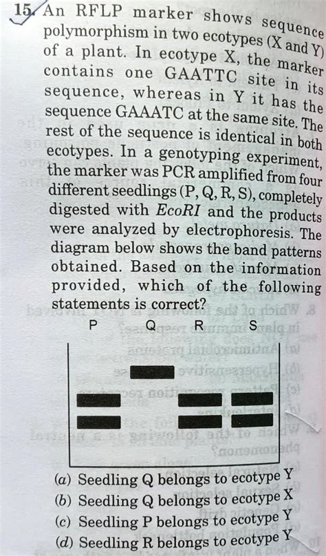 Solved 15 An Rflp Marker Shows Sequence Polymorphism In Two