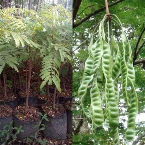 Jual BIBIT TANAMAN PETAI JUMBO BATANG BESAR OKULASI Shopee Indonesia