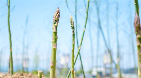 アスパラガスの栽培育て方手順地植え畑編 休日菜園