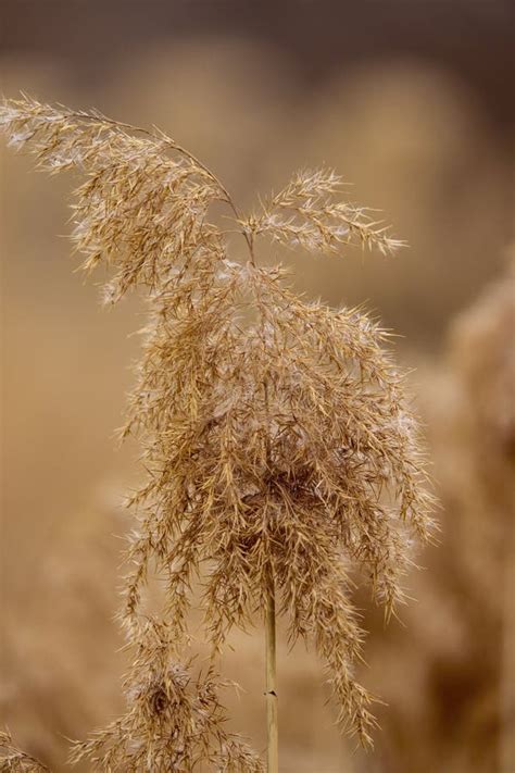 Dry Reed On The Lake Reed Layer Reed Seeds Golden Reed Grass Stock
