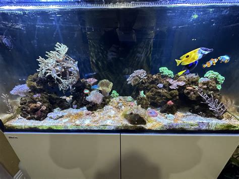 Algae Taking Over Help Reef2reef