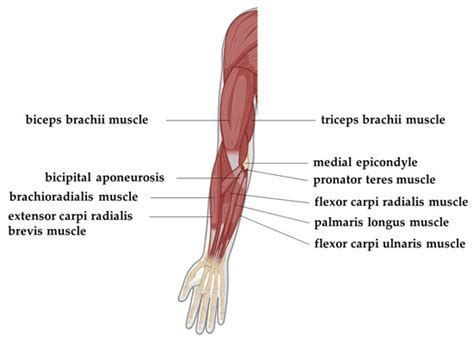 Human Arm Muscle Anatomy