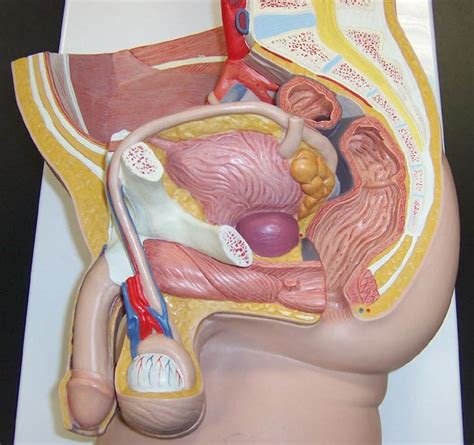 Male Reproductive Diagram Quizlet