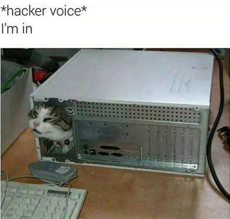 Hacker Cat Meme By CommanderJax Memedroid