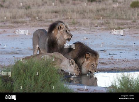 Deux lions mâles et d une lionne l eau potable à partir d un