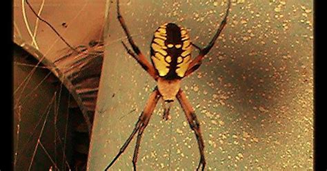 Argiope Aurantia Golden Orb Weave Spider Oc Imgur