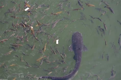 Wels Catfish Facts Diet Habitat And Pictures On Animaliabio